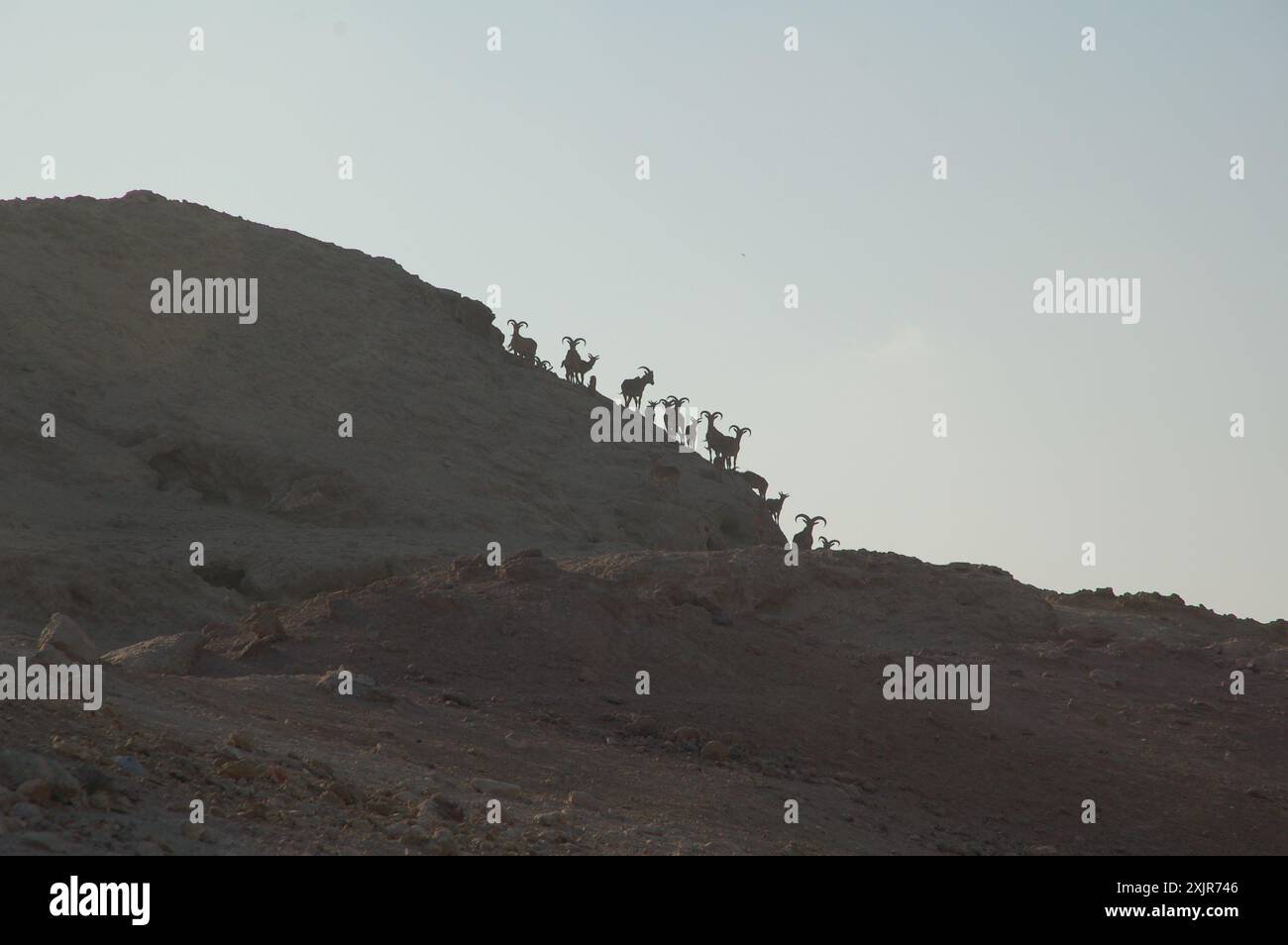A herd of non-native Barbary sheep ("sand goats") at the Arabian ...