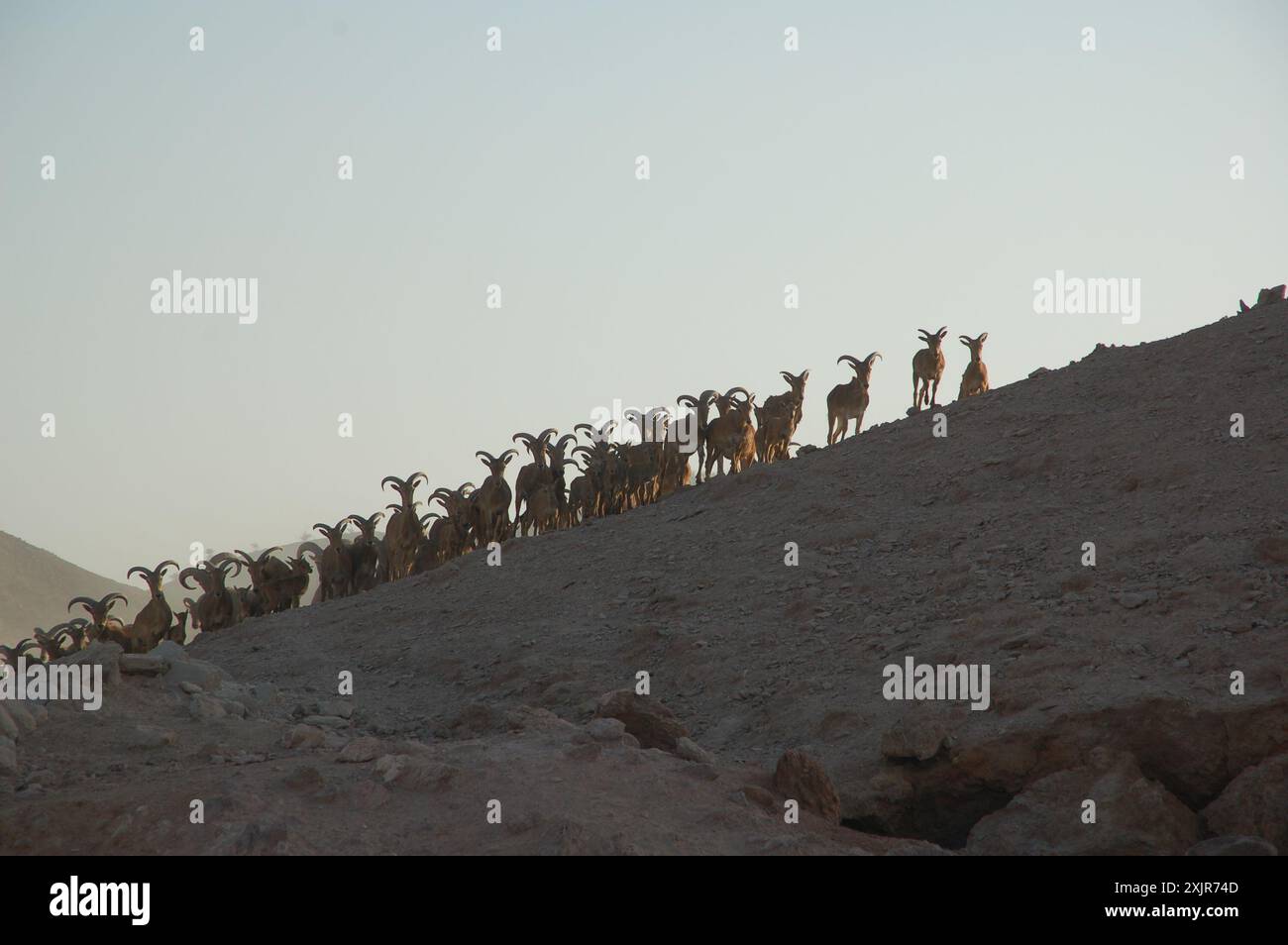 A herd of non-native Barbary sheep ("sand goats") at the Arabian ...