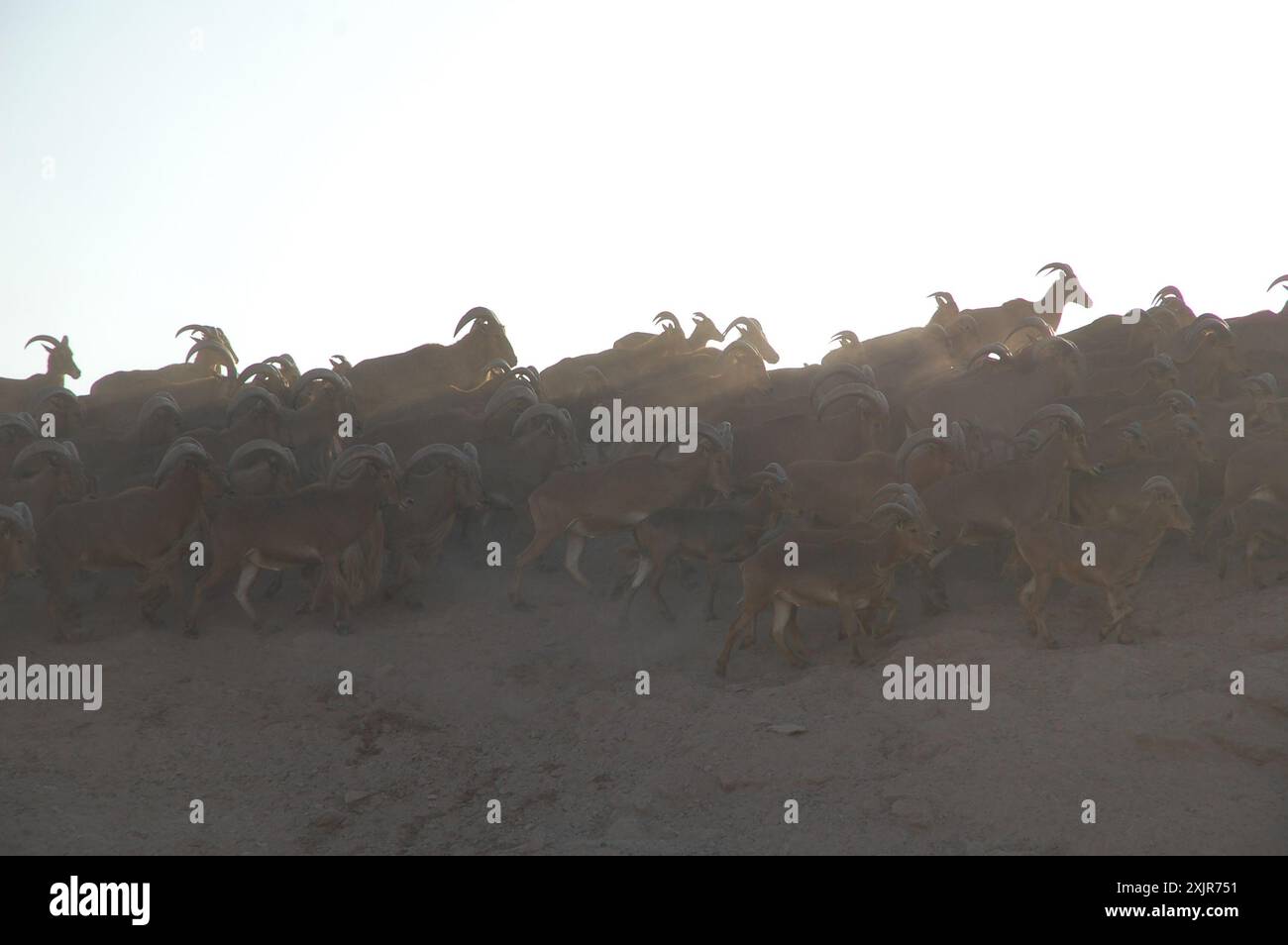 A herd of non-native Barbary sheep ("sand goats") at the Arabian ...