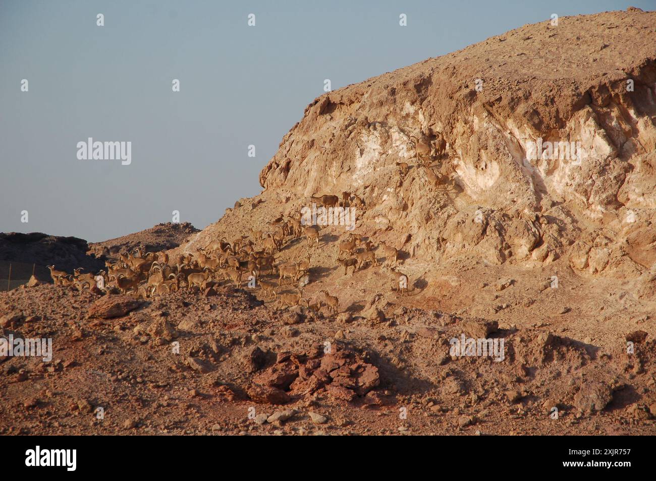 Camouflage. Barbary sheep ("sand goats") blend in with the surroundings ...