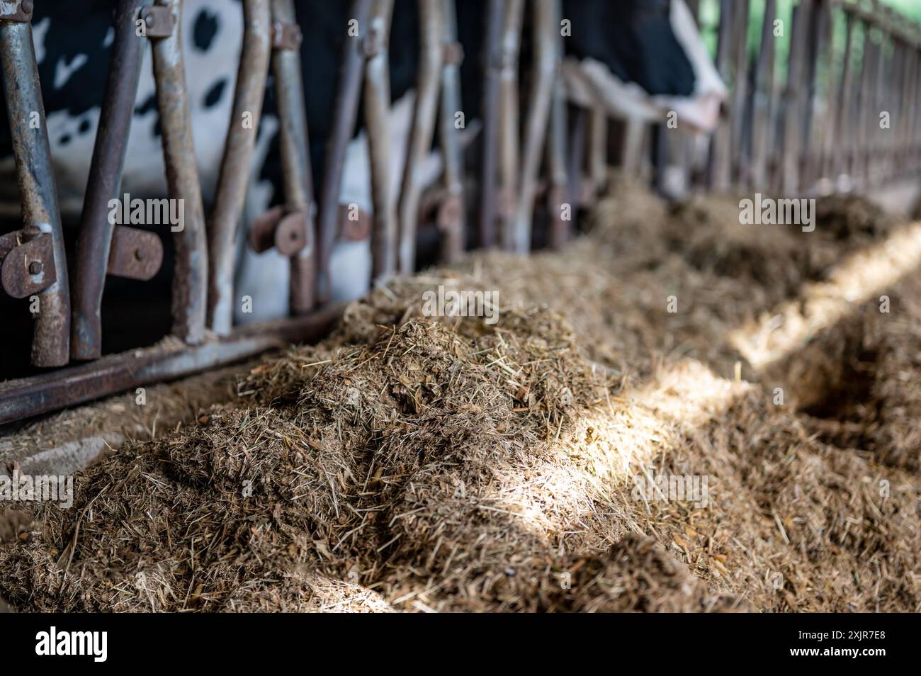 Row of silage in a dairy barn with stanchions. for cattle to eat ...