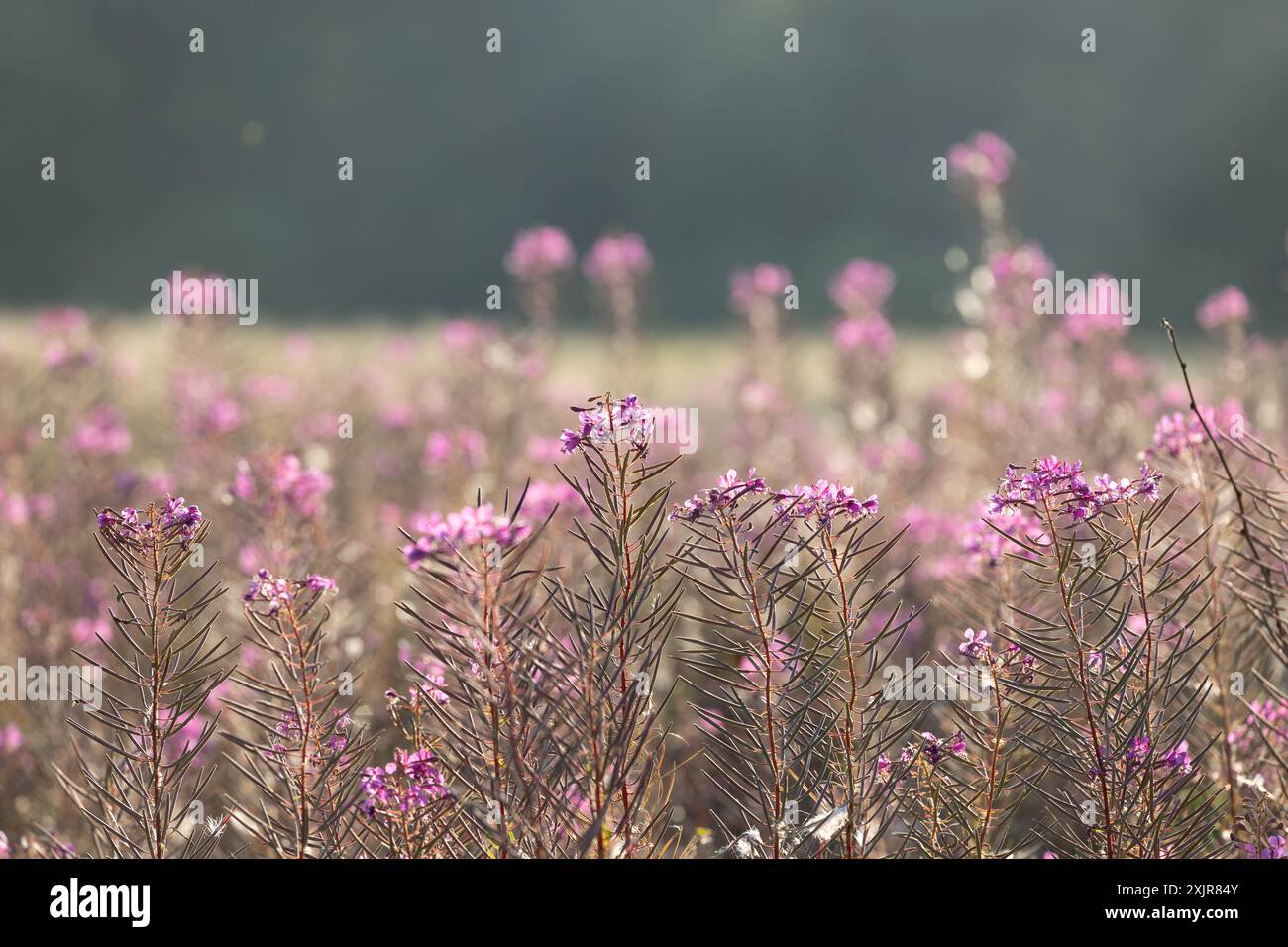Beautiful pink fireweed meadow in the sunny summer day. Rural scenery ...