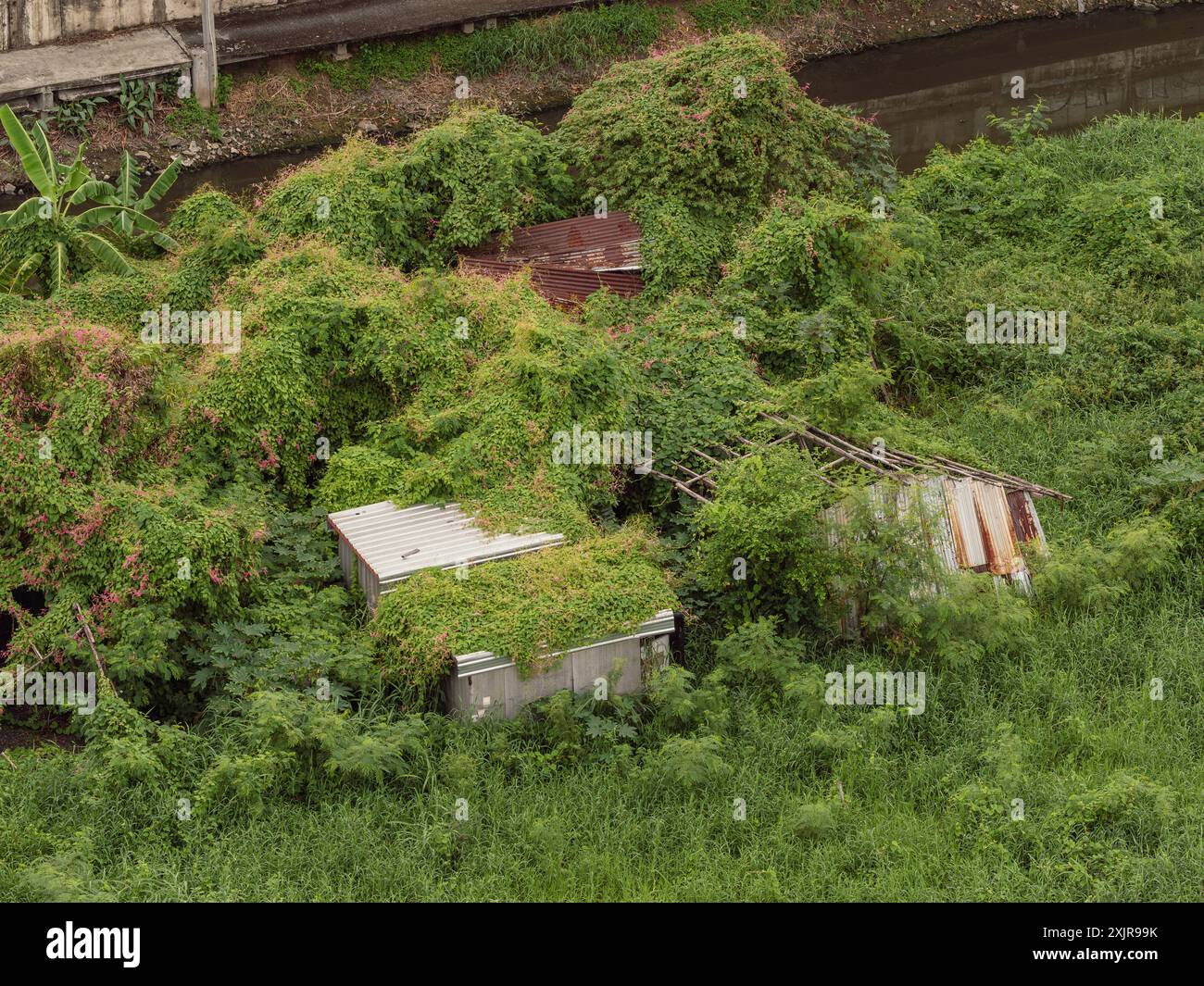 Overgrown vegetation city hi-res stock photography and images - Alamy
