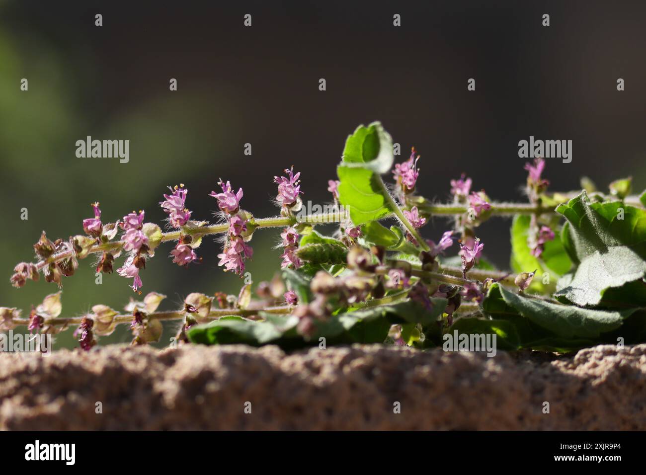 Tulsi inflorescence hi-res stock photography and images - Alamy