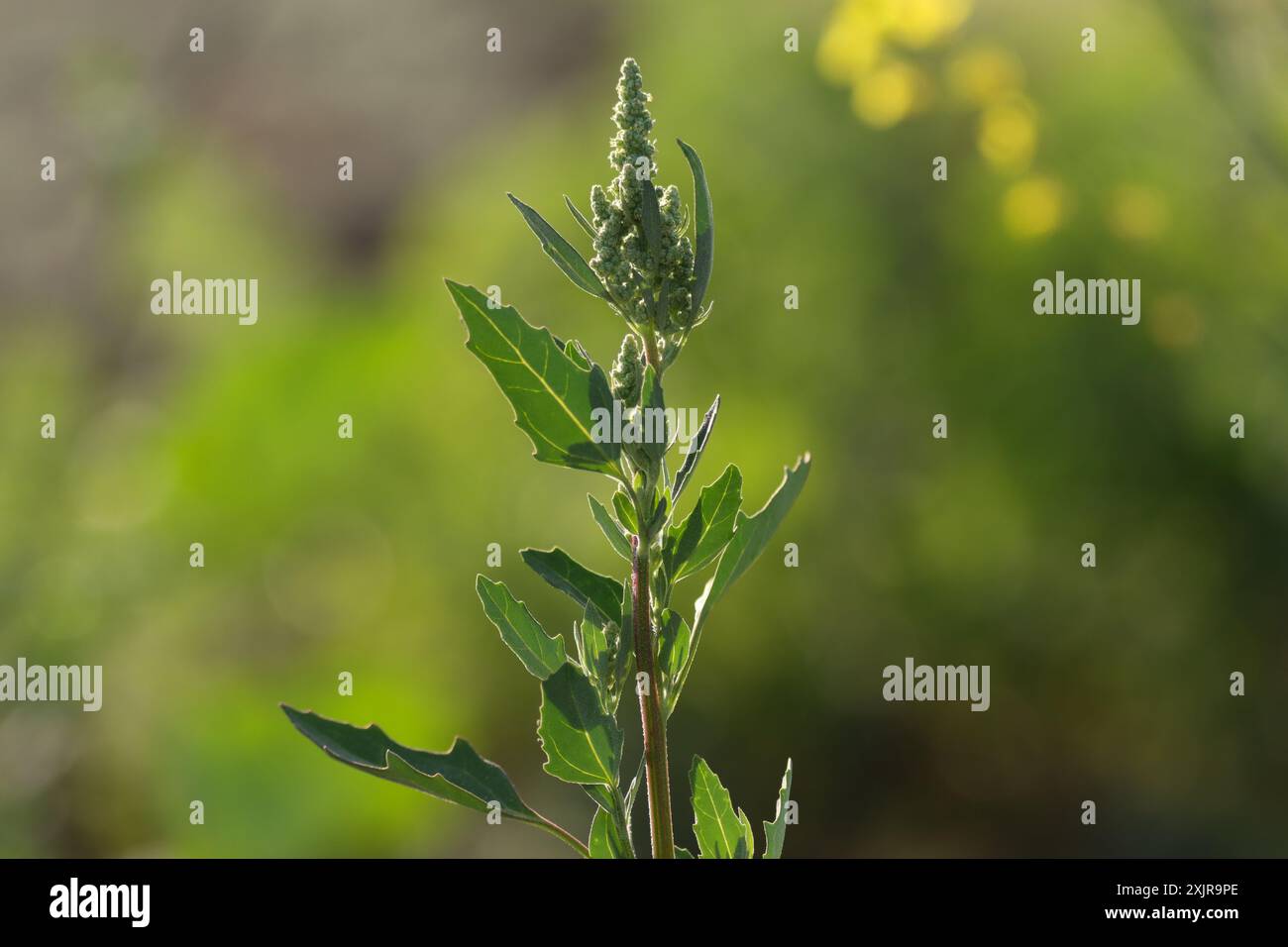 Chenopodium. Goosefoot. White goosefoot. Bathua. Plant growing in the ...