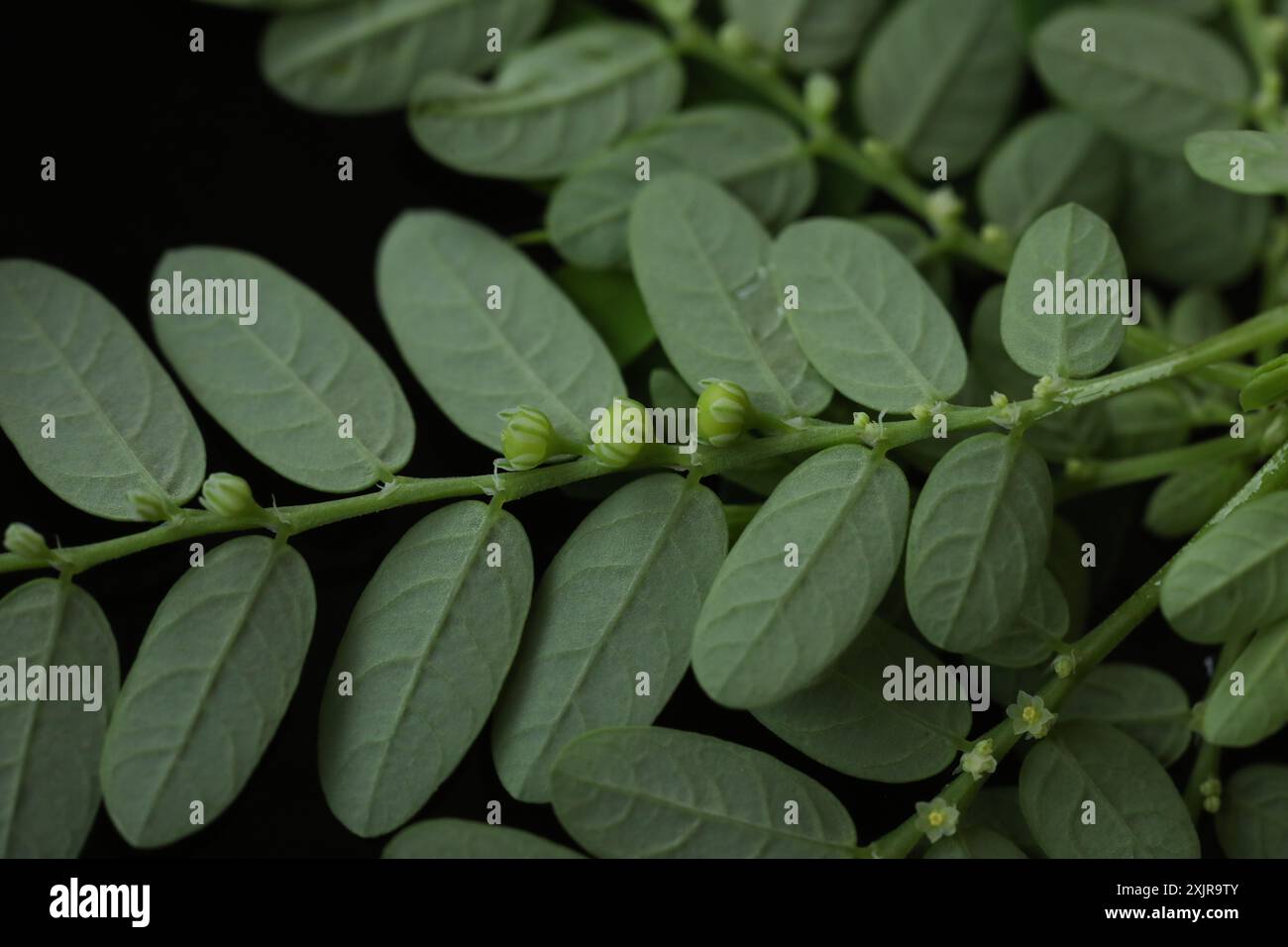 Phyllanthus. Gale of the wind. Stonebreaker. Seed under leaf ...