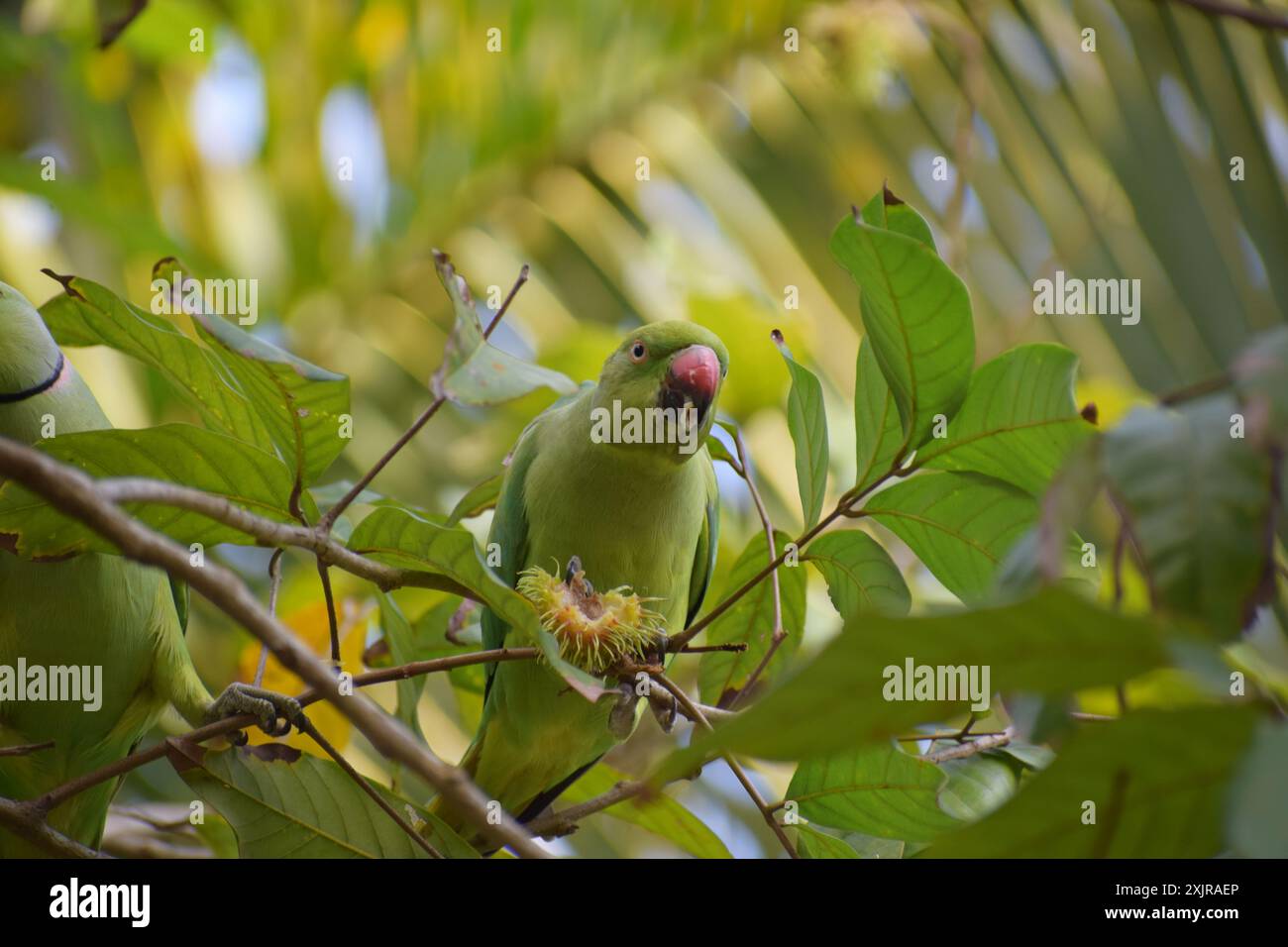Green parrot in green nature Stock Photo - Alamy