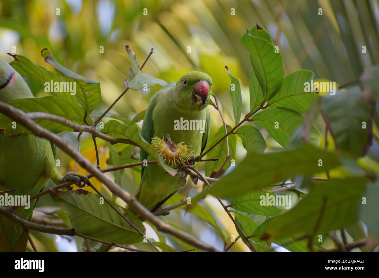 Green red parrot is eating fruit Stock Photo - Alamy