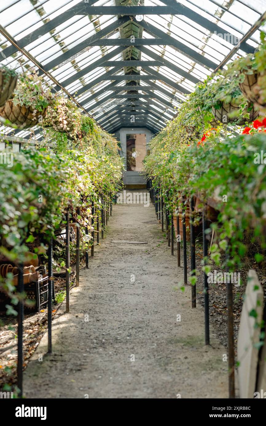 Greenhouse with a central pathway lined with lush, vibrant plants and ...