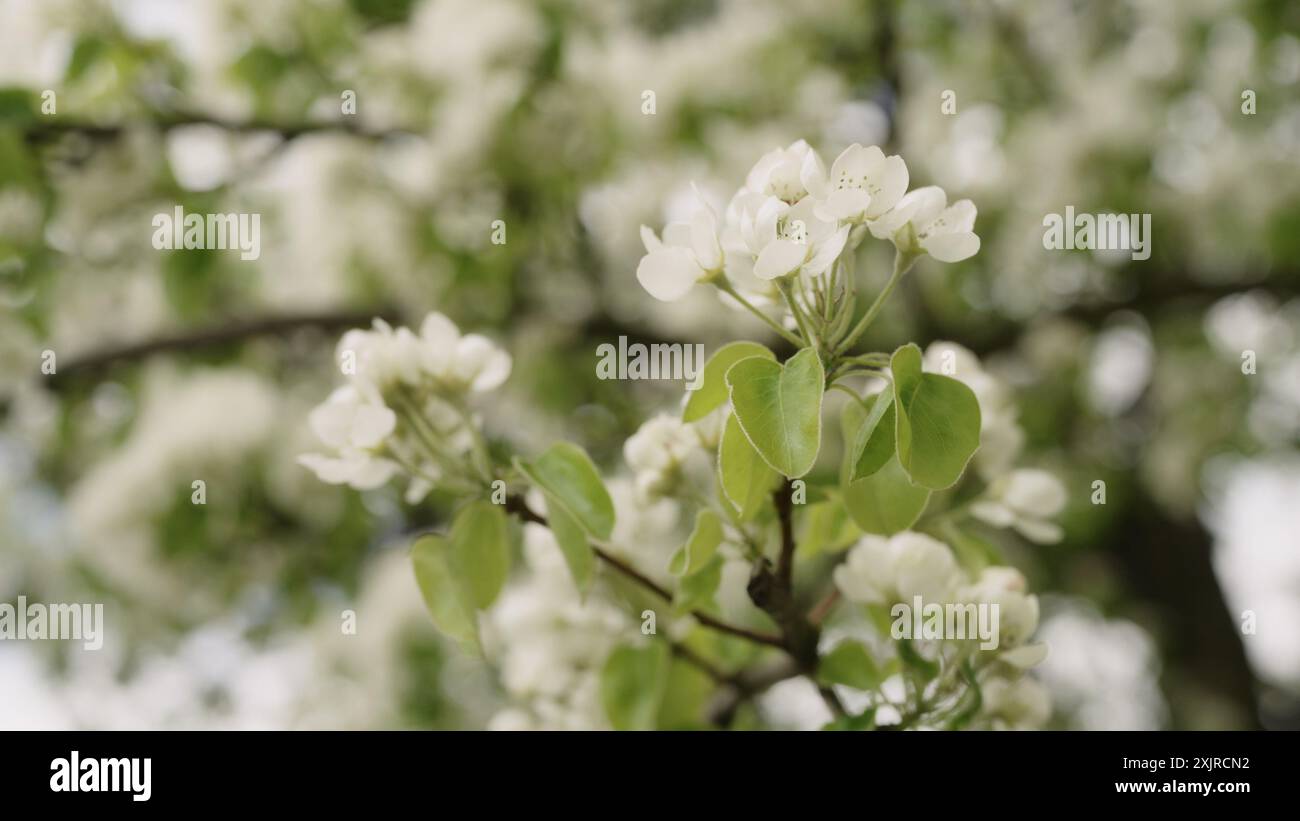 Spring blooming apple tree slow hi-res stock photography and images - Alamy