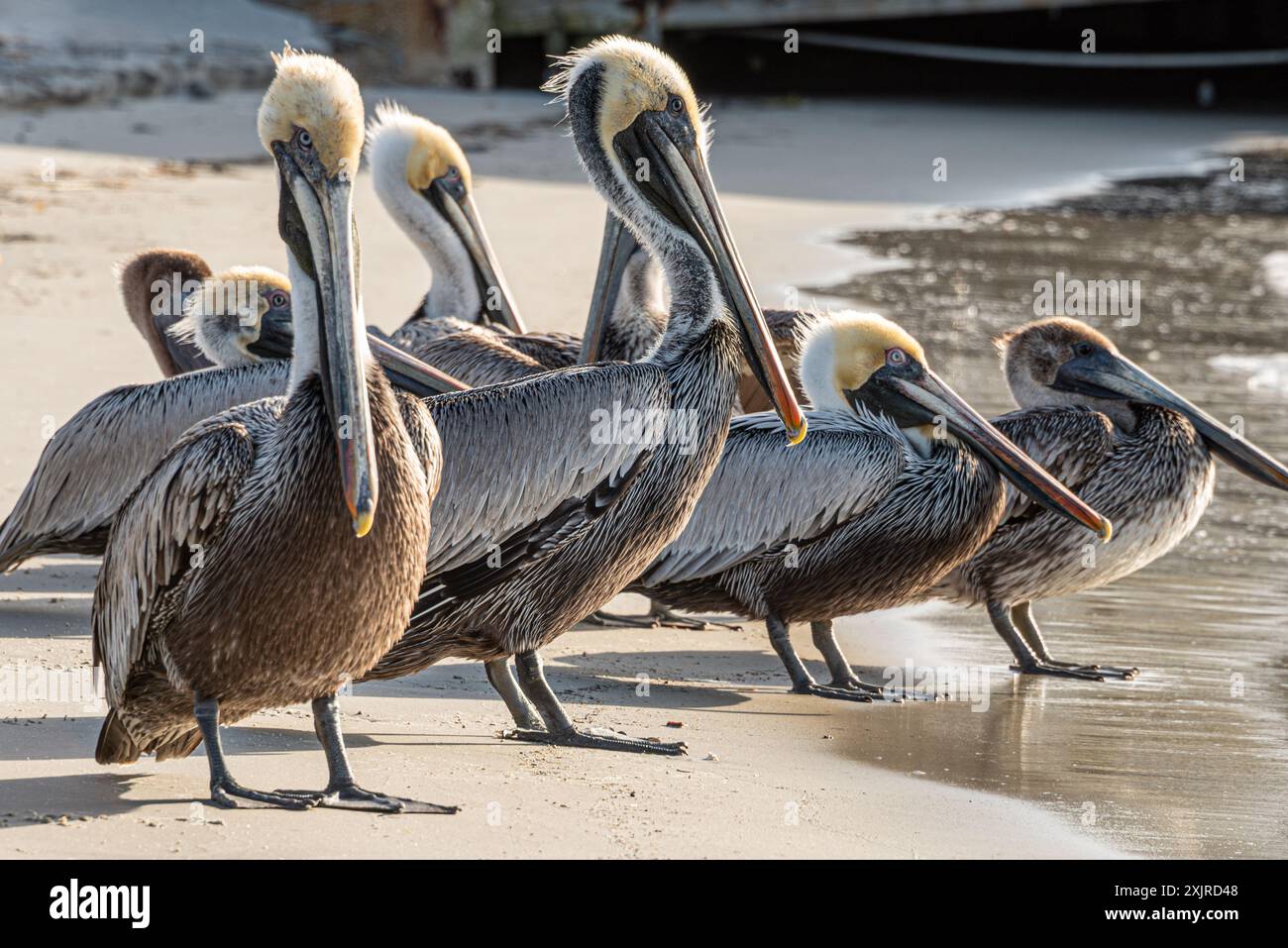 Brown pelicans (Pelecanus occidentalis) along the shoreline of the St ...