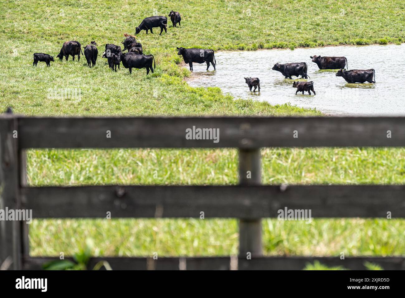 Cattle cooling down in a pasture pond on a hot summer day in Clermont ...