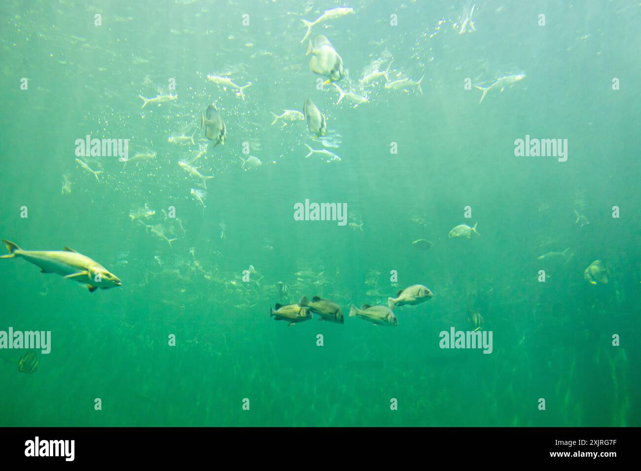 Big beautiful aquarium small fishes hi-res stock photography and images ...