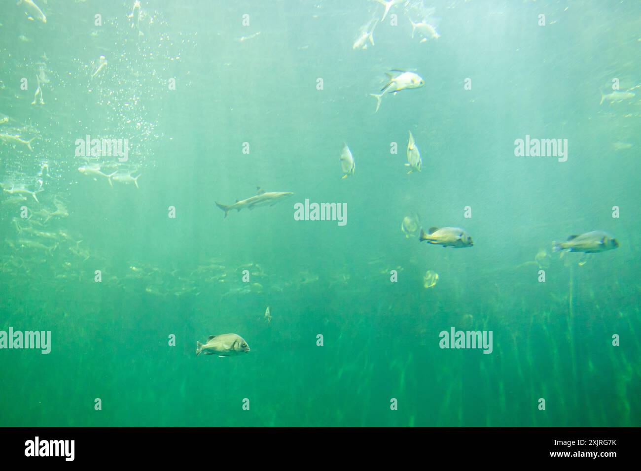 Big beautiful aquarium small fishes hi-res stock photography and images ...