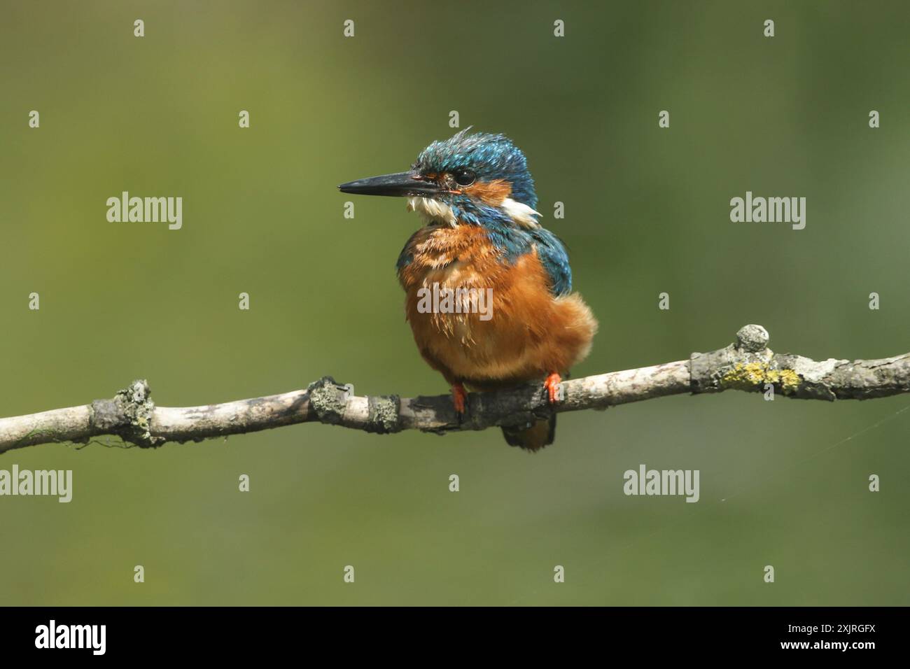 A male Kingfisher, Alcedo atthis, is perching on a branch, close to ...