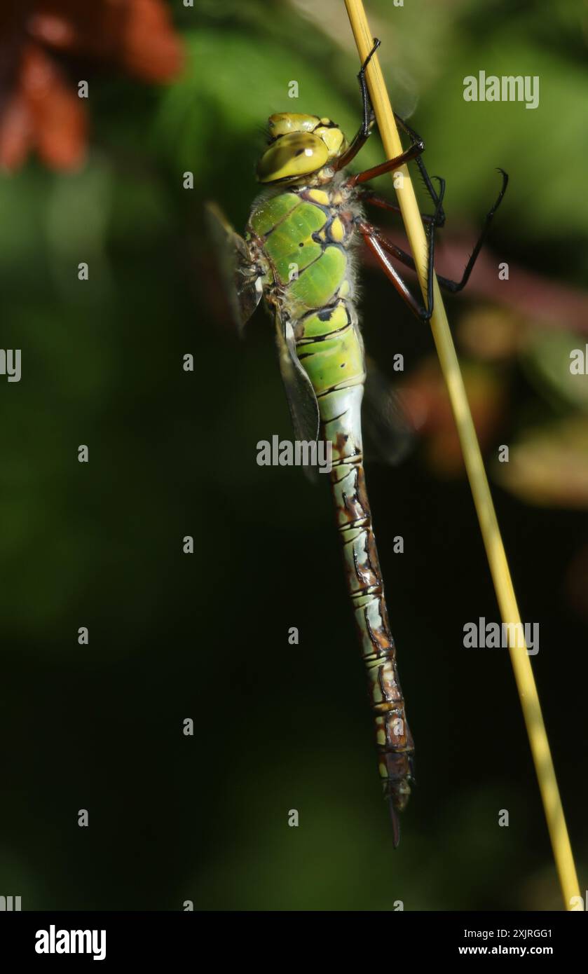 Hunting female emperor dragonfly hi-res stock photography and images ...