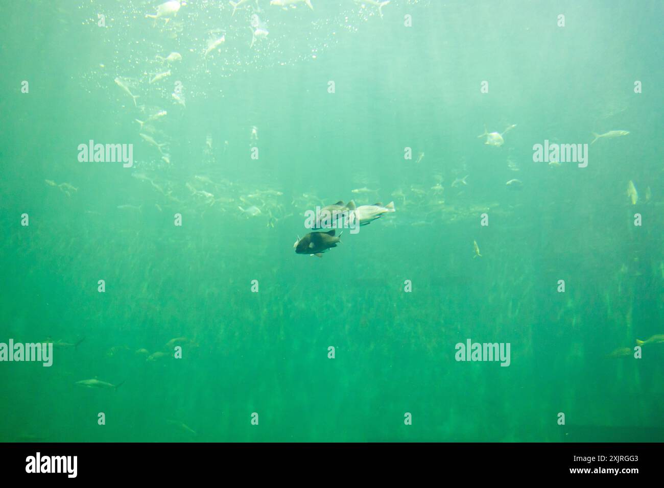 Big beautiful aquarium small fishes hi-res stock photography and images ...