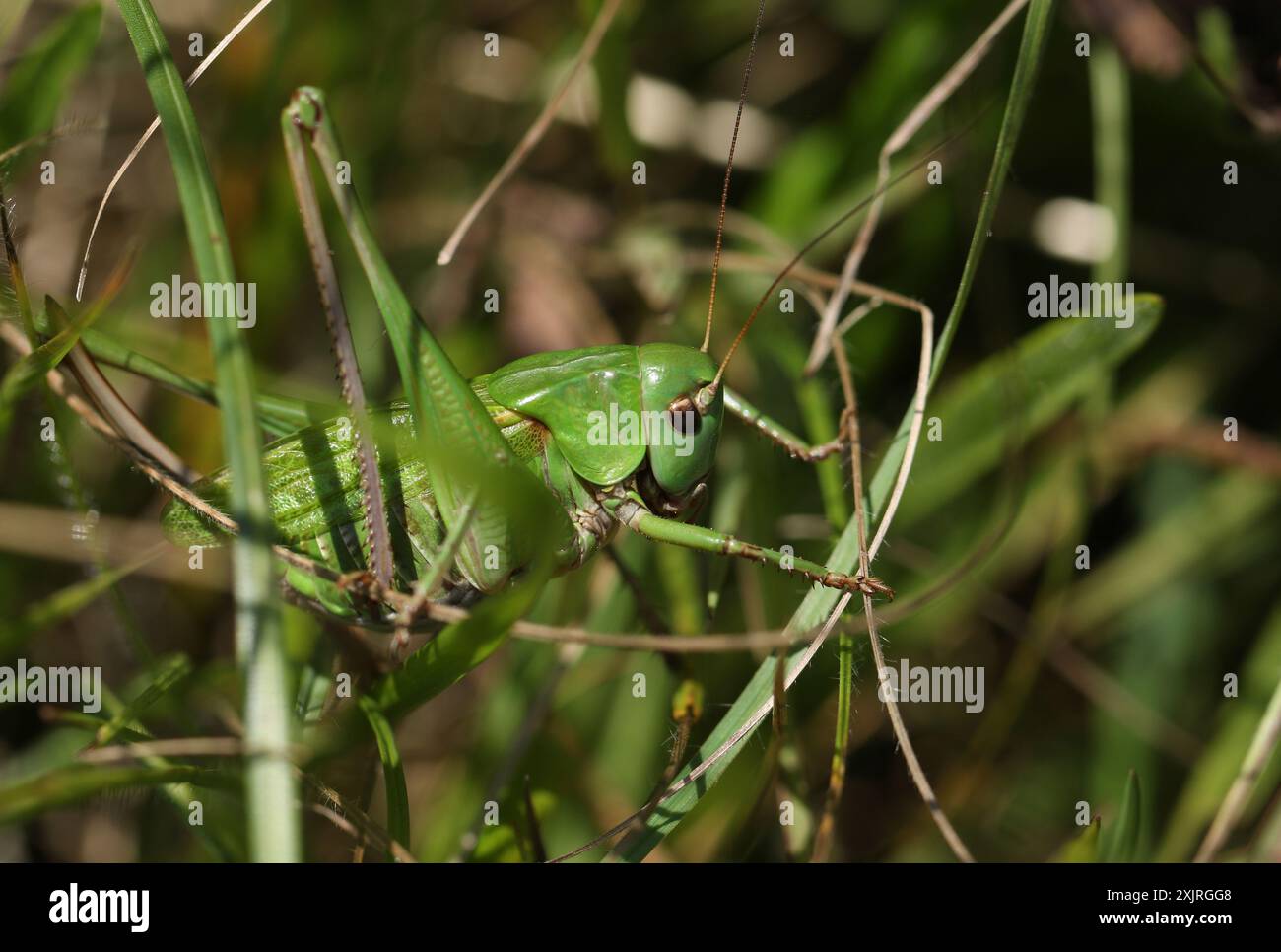 An extremely rare female Wart-biter Bush-cricket, Decticus verrucivorus ...