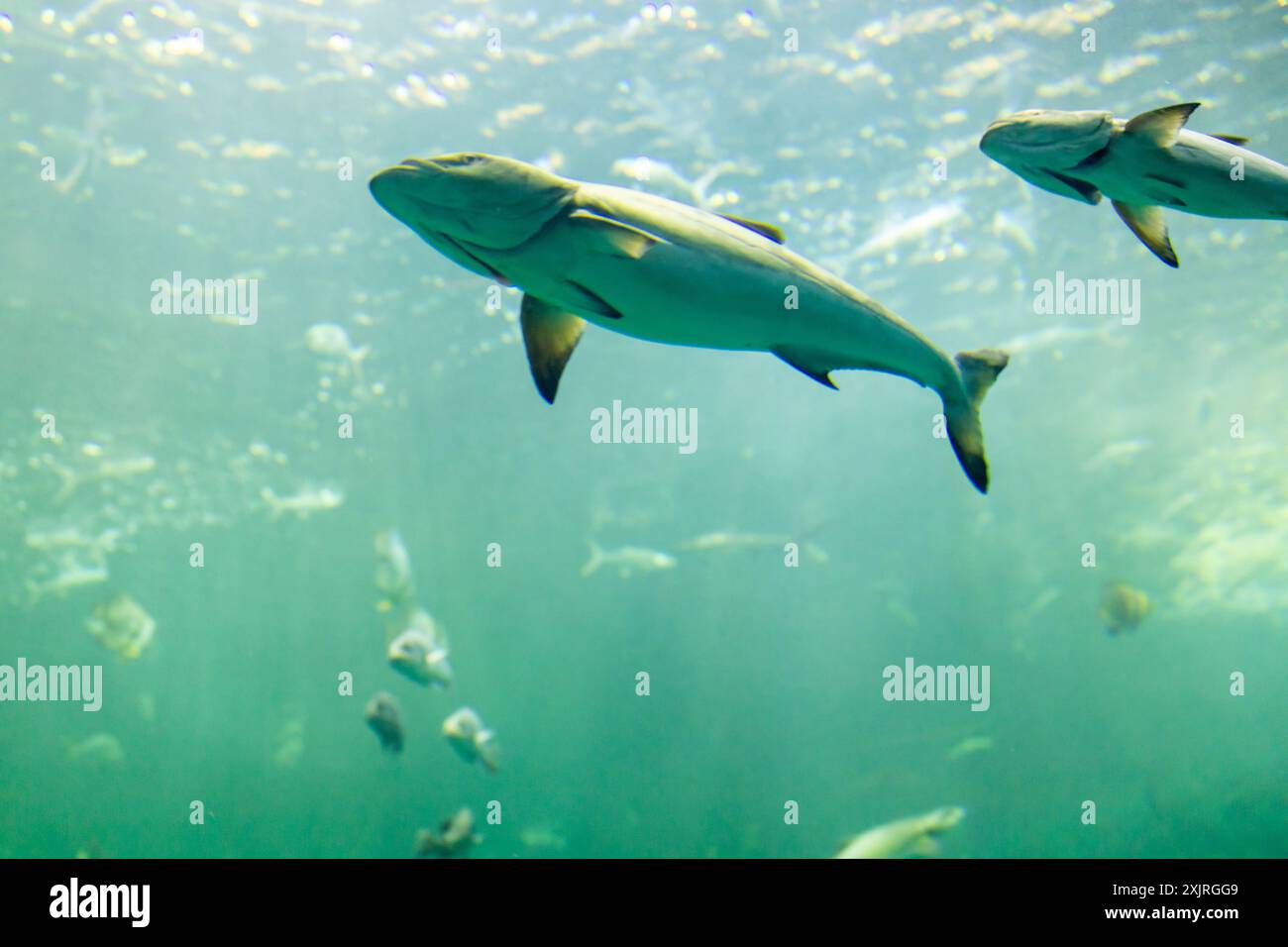 Big beautiful aquarium small fishes hi-res stock photography and images ...