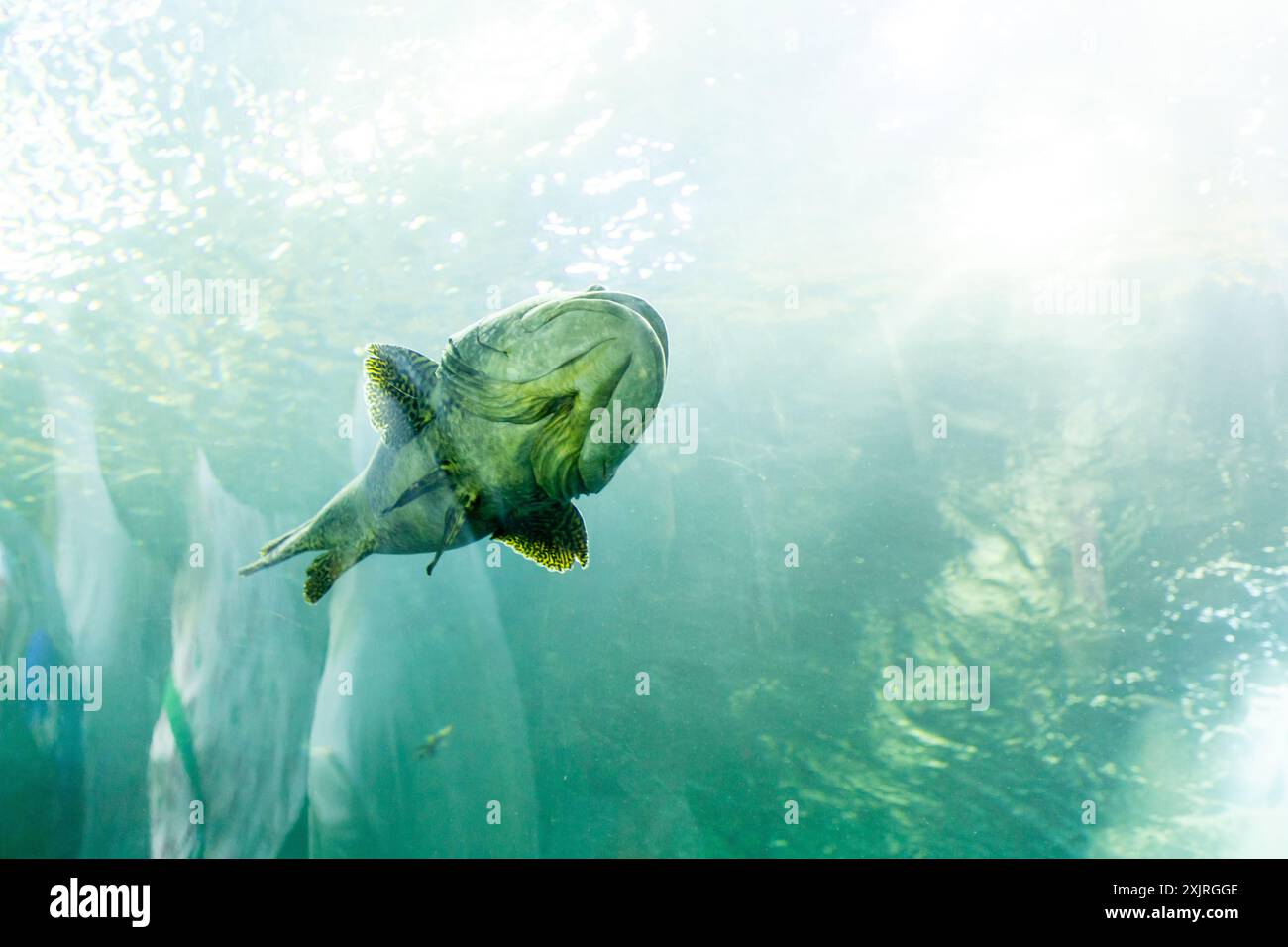 Big beautiful aquarium small fishes hi-res stock photography and images ...