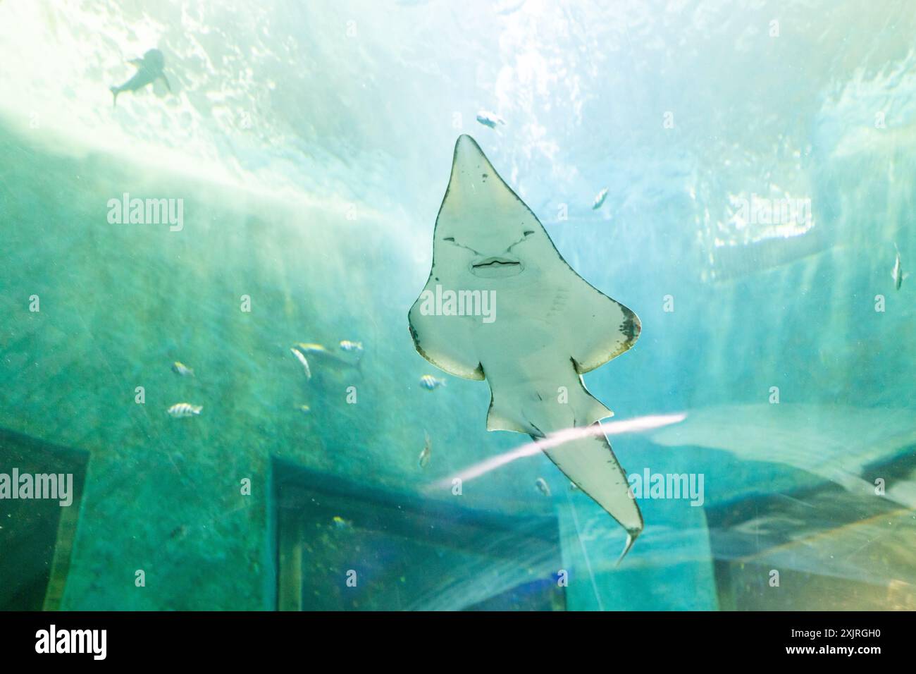 fish for big fish tank in the tank Stock Photo - Alamy