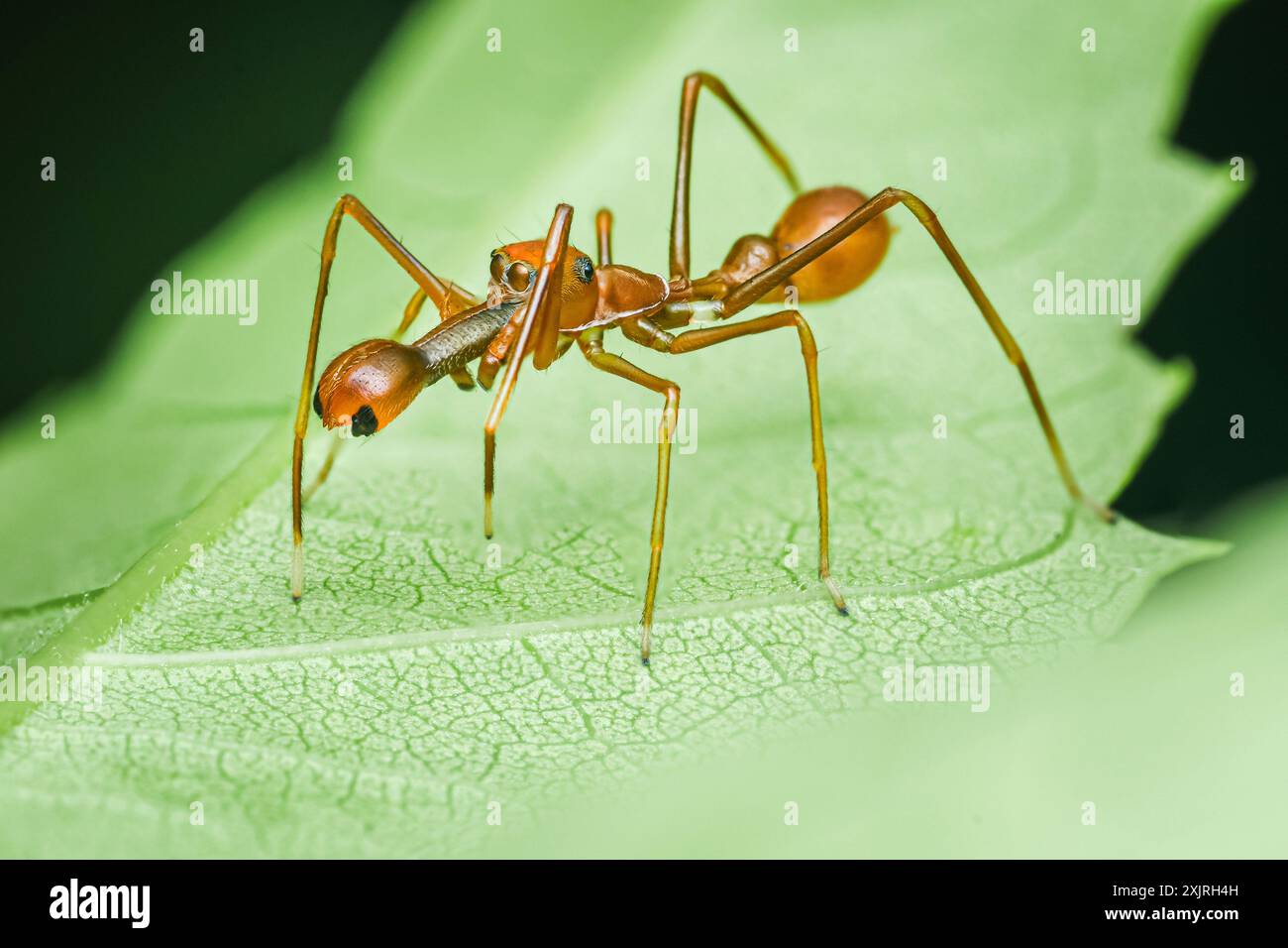 A Myrmaplata plataleoides or Red weaver-ant mimicking Jumper spider on green leaf, Macro photo ...