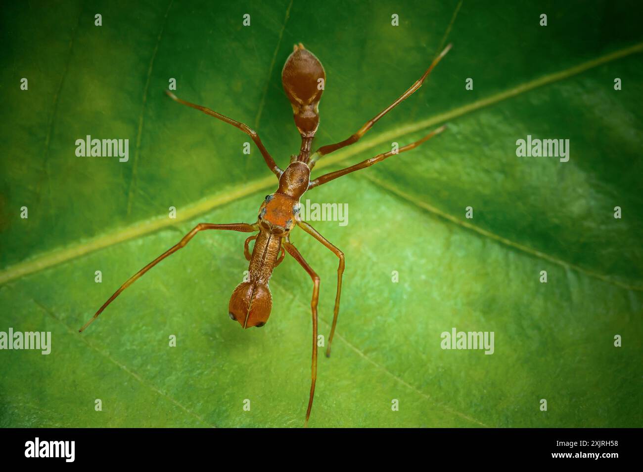 A Myrmaplata plataleoides or Red weaver-ant mimicking Jumper spider on ...