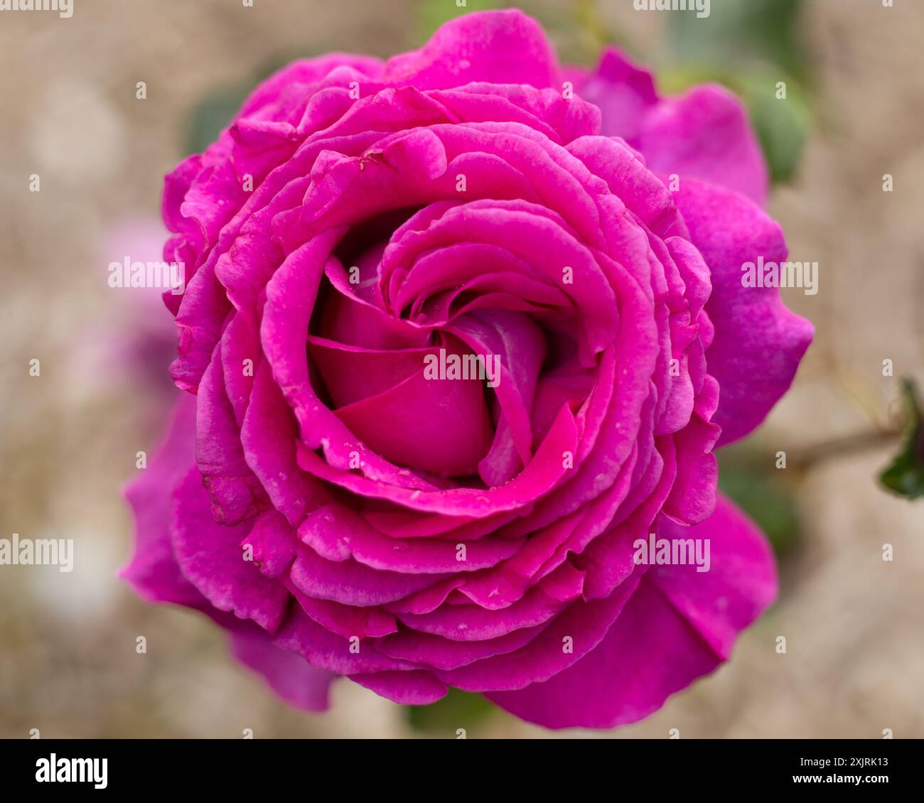 Magenta roses hi-res stock photography and images - Alamy
