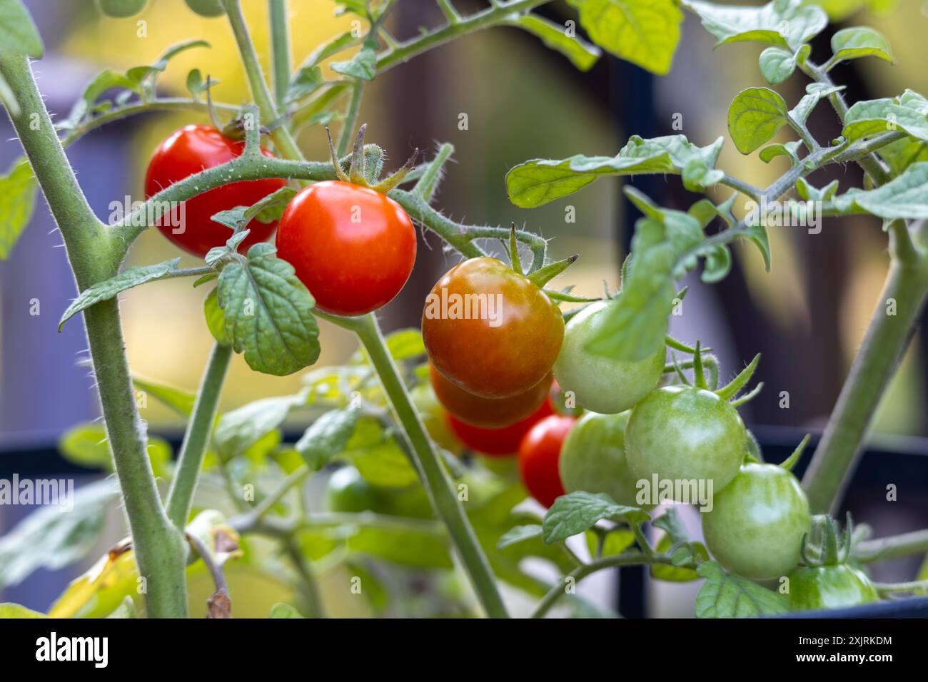 Full frame macro view of a potted cherry tomato plant with fruits in ...