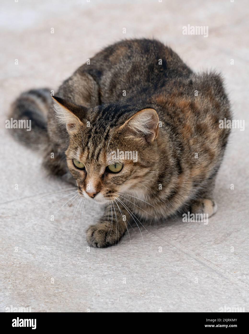 A small gray tabby cat sits on the embankment and looks away from the ...