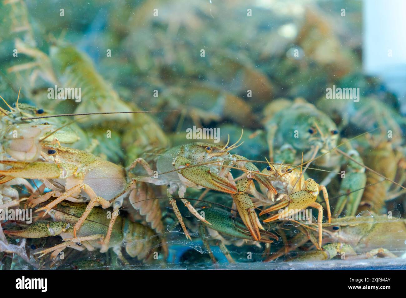 Setting up fish tank hi-res stock photography and images - Alamy