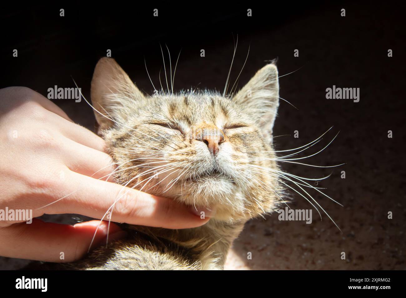 A person is gently petting a cat while wearing a bracelet on their ...