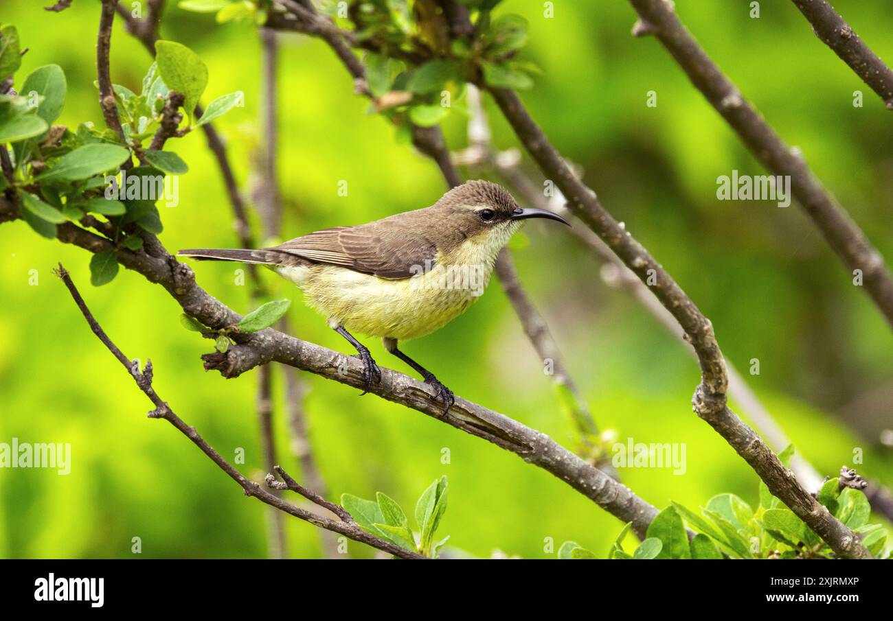 The female Beautiful Sunbird lacks the brilliant metallic colours of ...