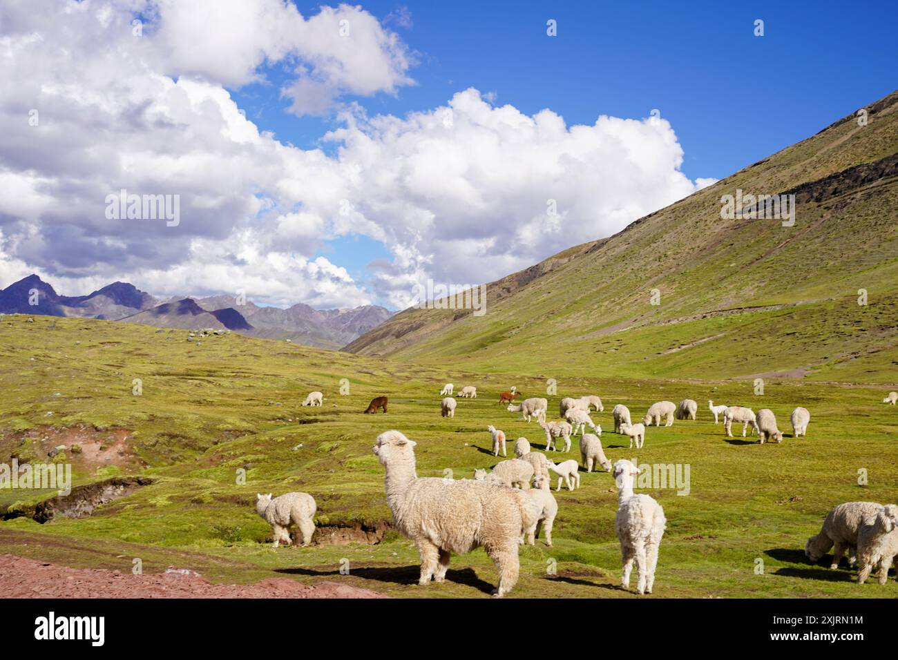 Alpacas Grazing around Rainbow Mountain, Cusco, Peru Stock Photo - Alamy