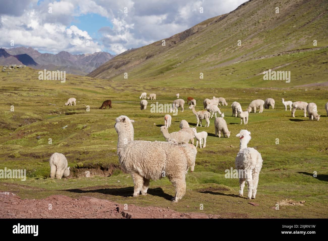 Alpacas Grazing around Rainbow Mountain, Cusco, Peru Stock Photo - Alamy