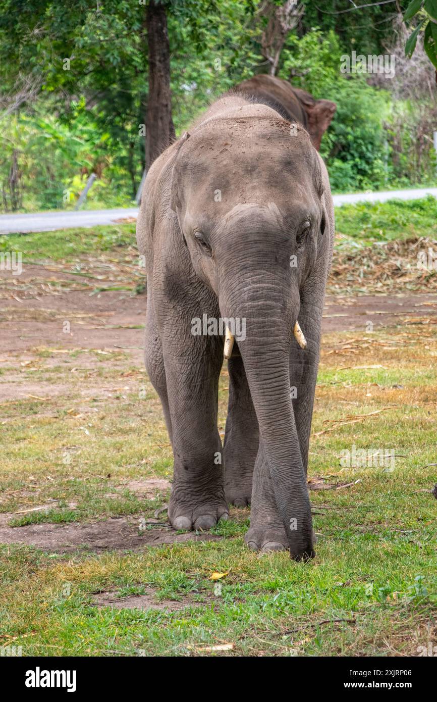 Mahout family hi-res stock photography and images - Alamy