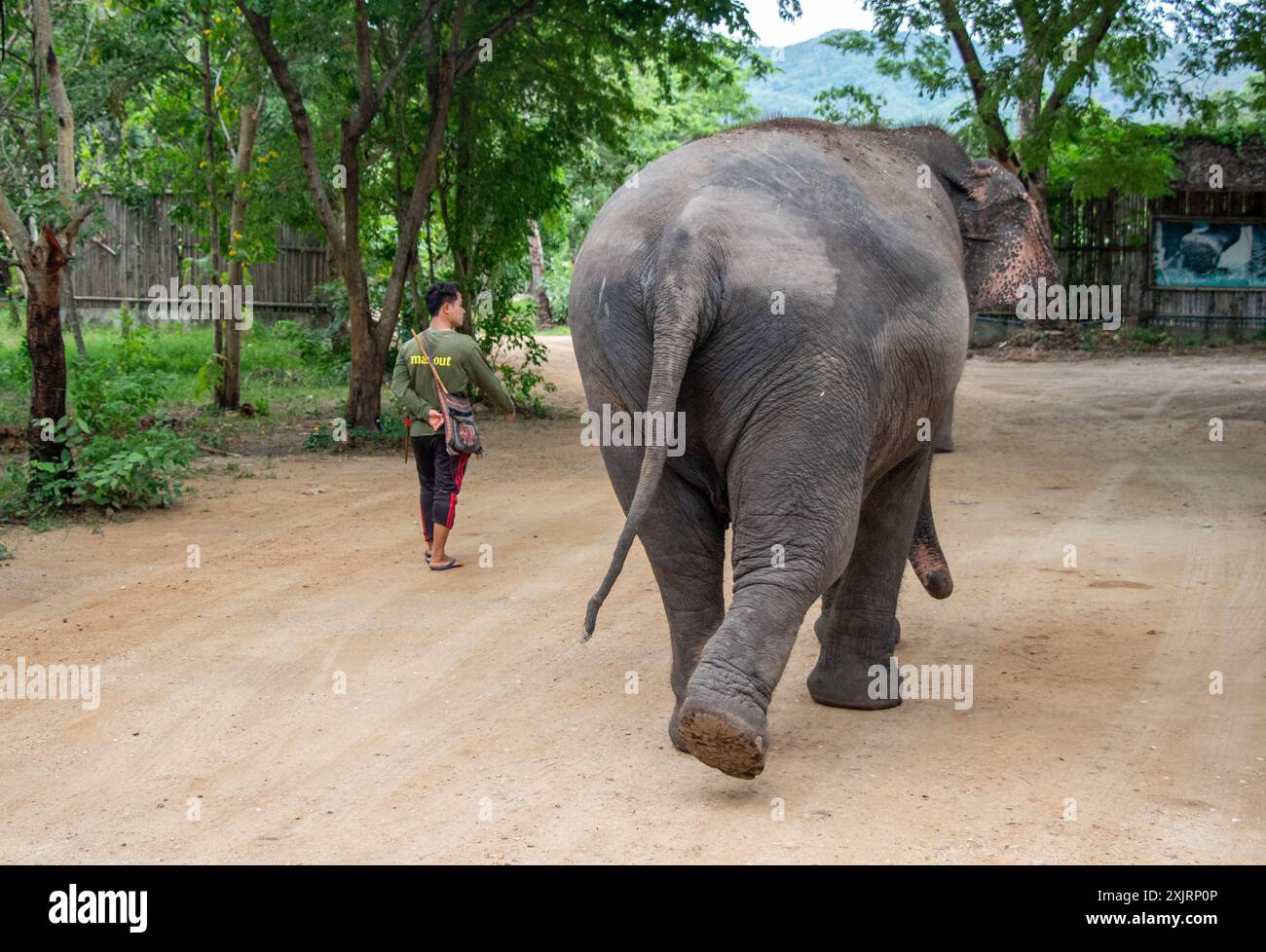 Elephants & Mahout Stock Photo - Alamy