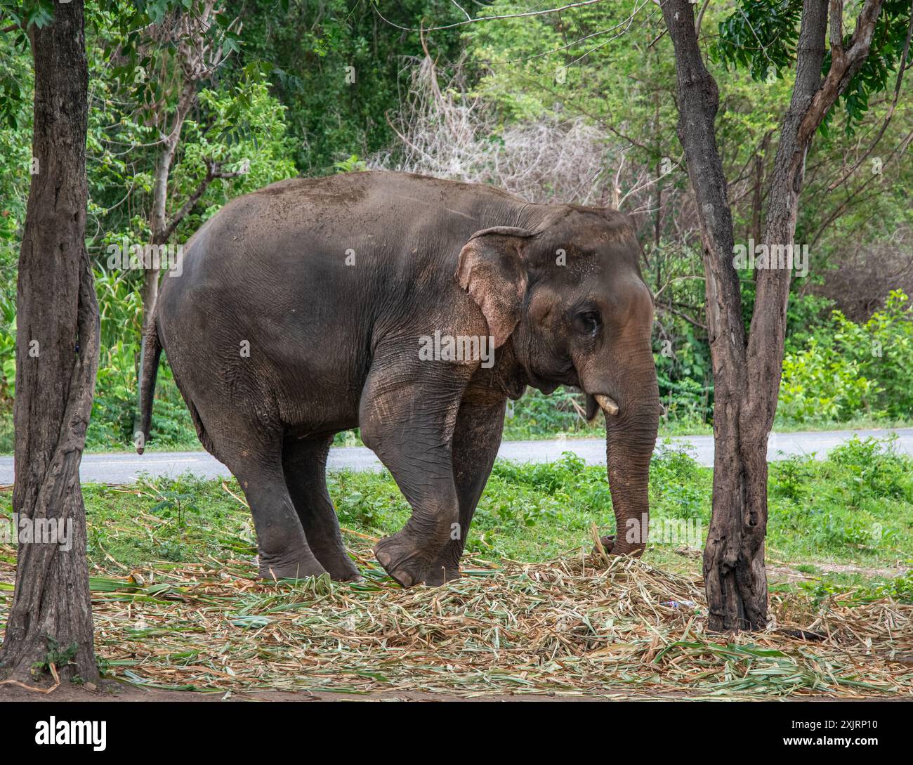 Elephants & Mahout Stock Photo - Alamy