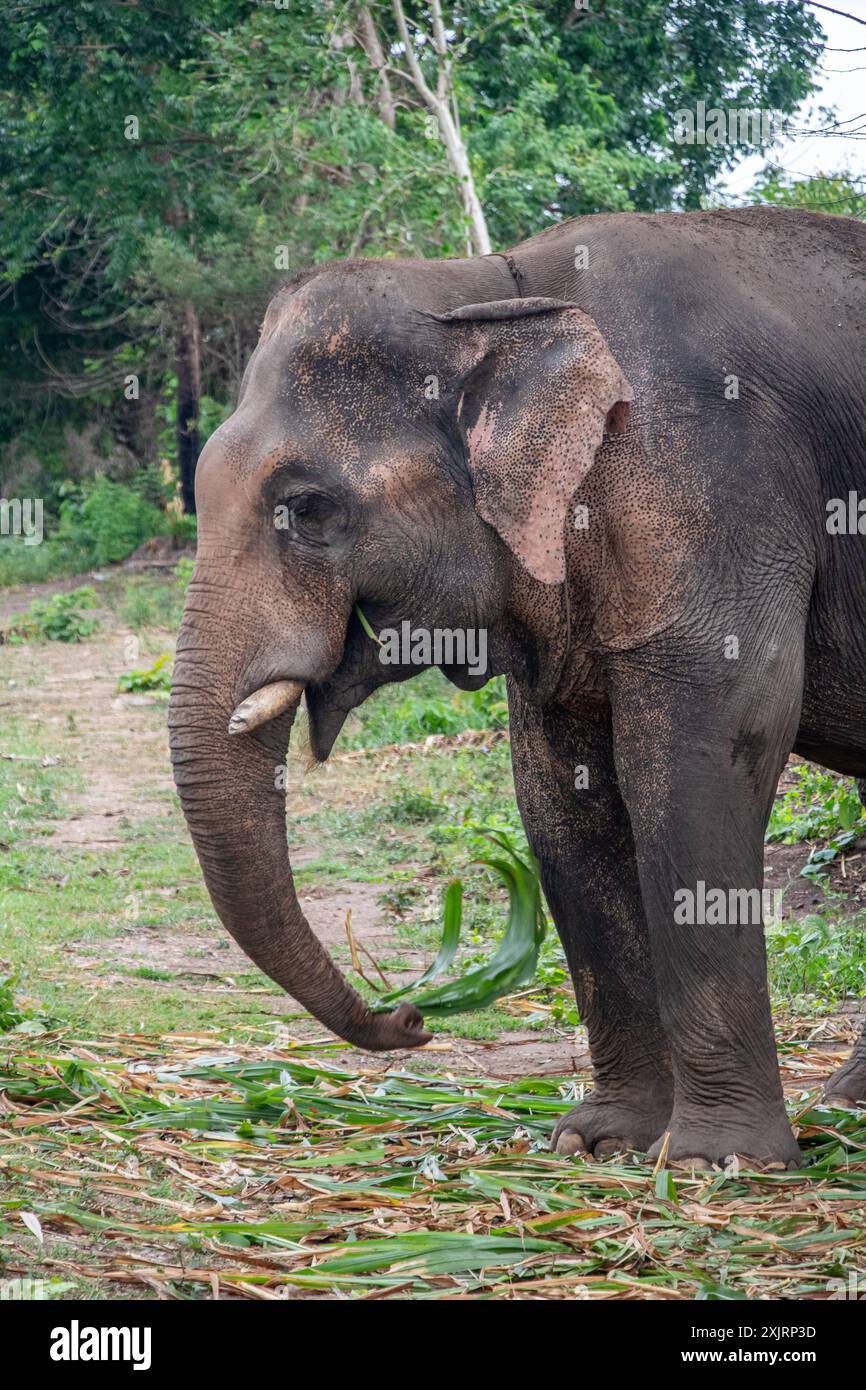 Elephants & Mahout Stock Photo - Alamy