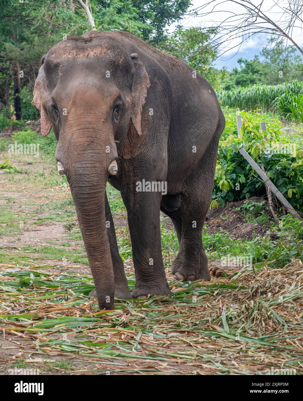 Mahout family hi-res stock photography and images - Alamy