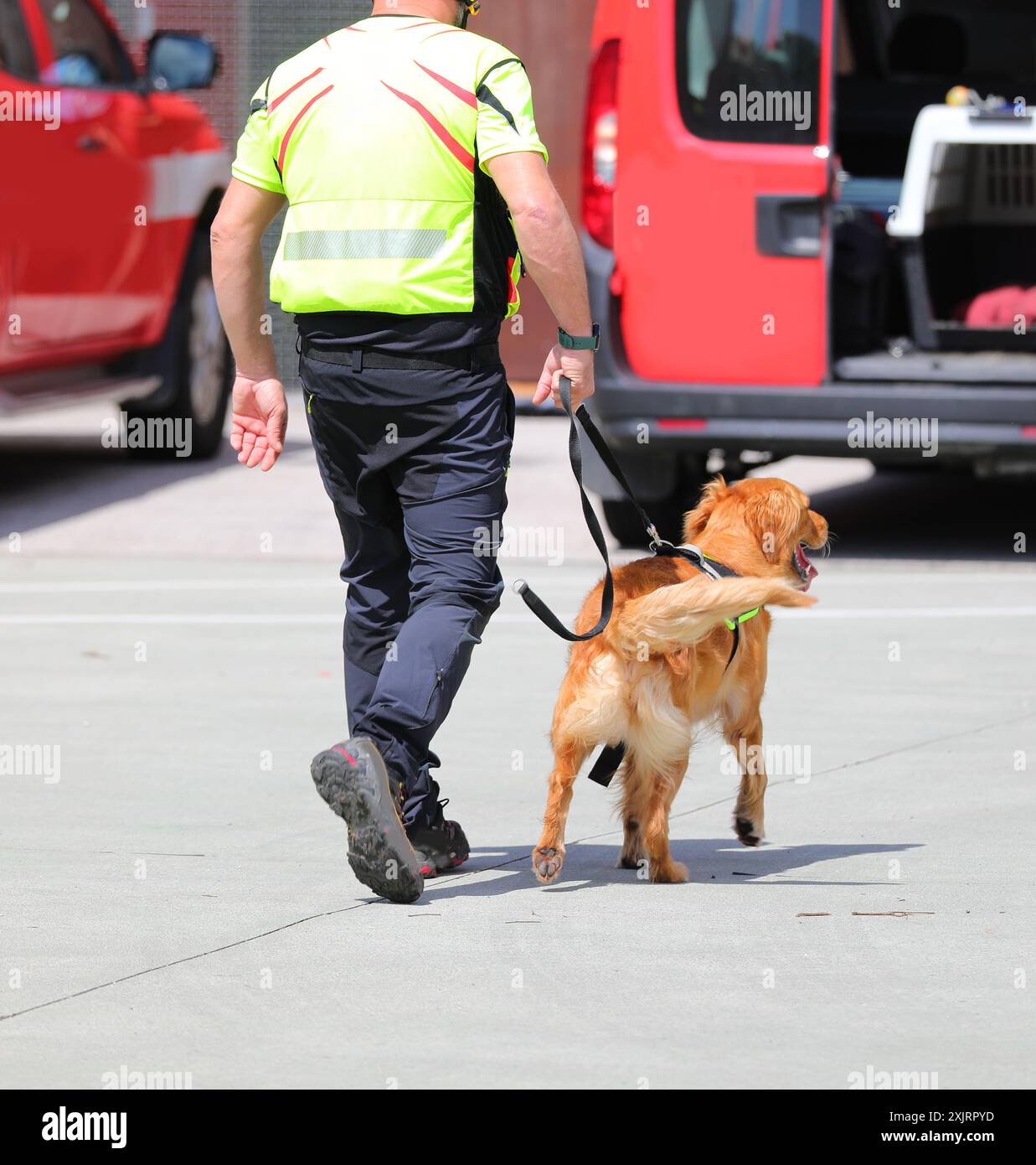 Trained molecular detection dog on the job and handler during a search ...