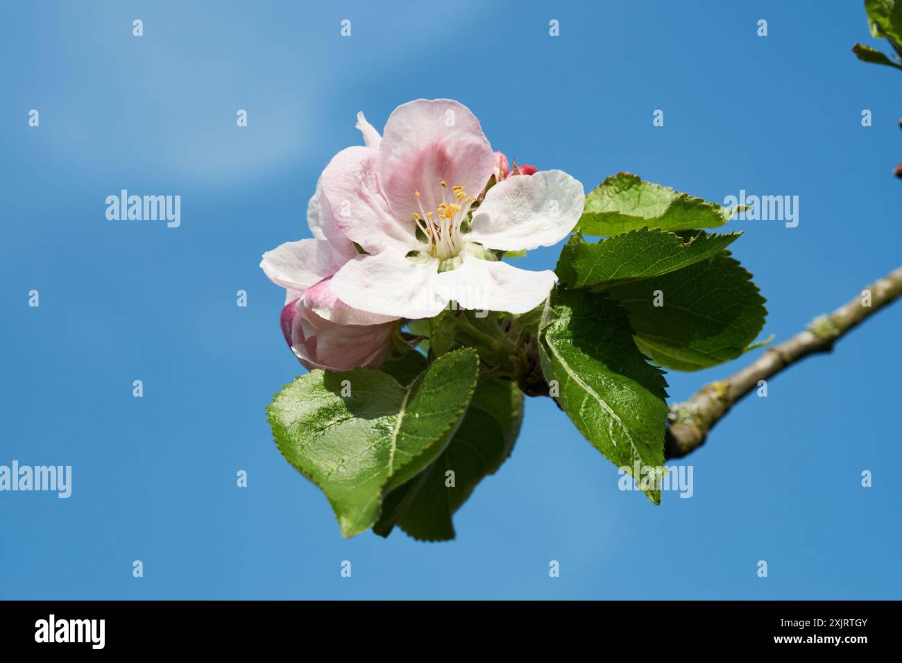Pink and white apple blossom on a branch of an apple tree in a fruit ...