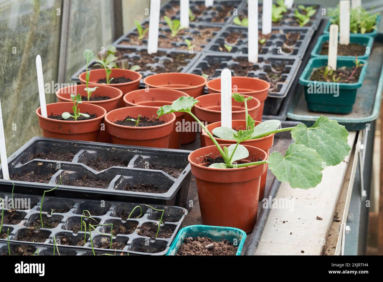 Young Tuscany courgette plants growing in orange plastic plant pots on ...