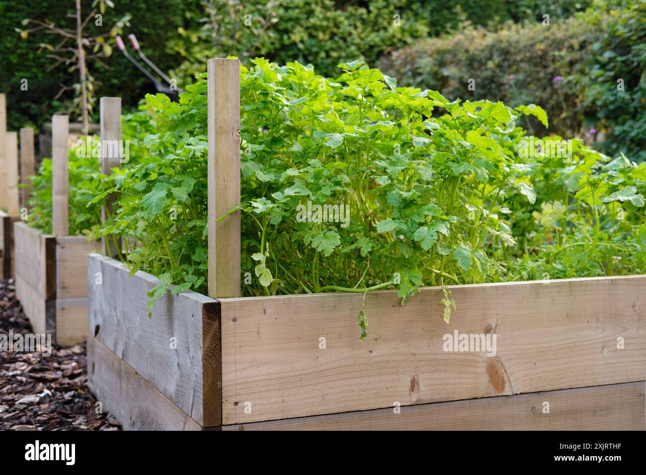 Green Manure growing in raised growing beds in a fruit and vegetable garden, UK Stock Photo - Alamy