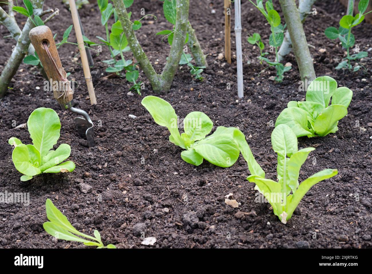 Salad lettuce and pea plants growing in a raised vegetable garden ...