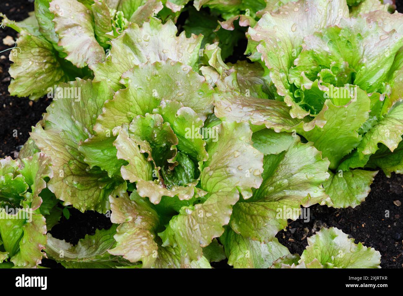 Lettuce leaves in the raised bed hi-res stock photography and images - Alamy