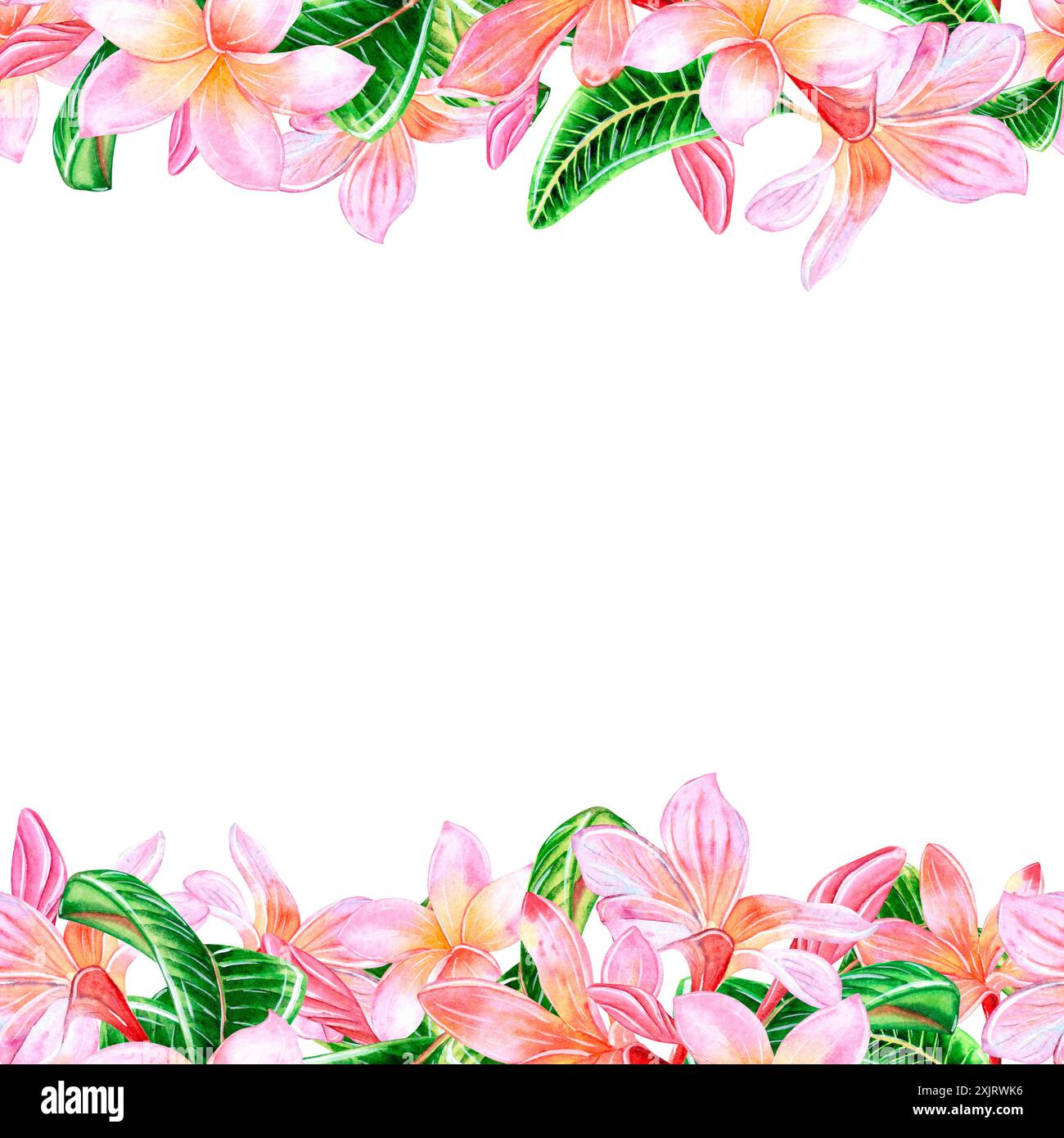 Tropical pink plumeria flowers with leaves.Seamless frame, banner ...