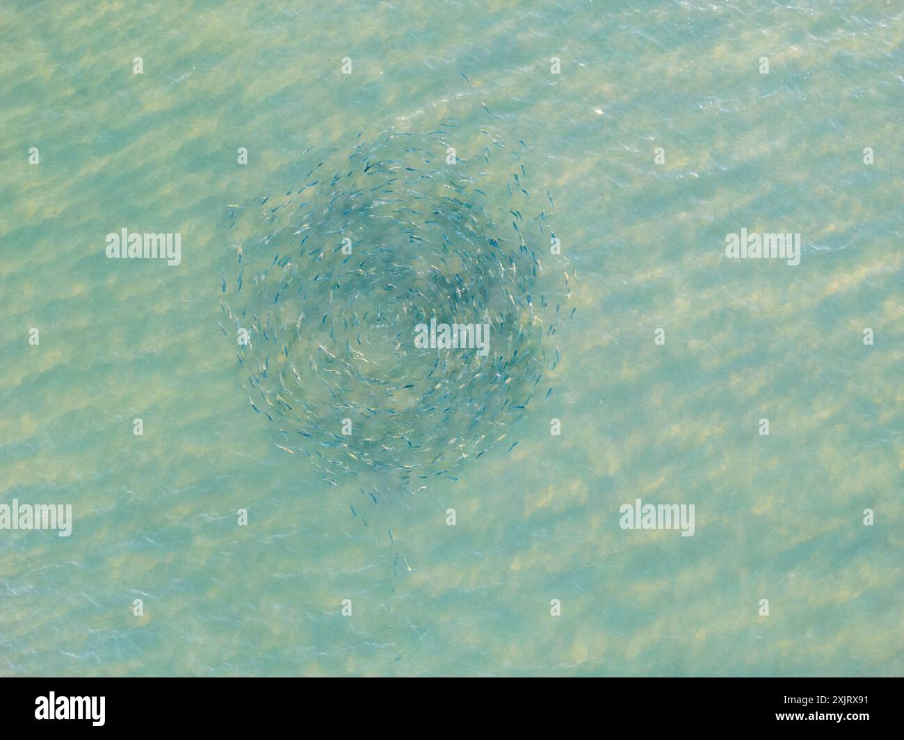 Fish circling in the Murchison River, in the estuary at Kalbarri Stock ...
