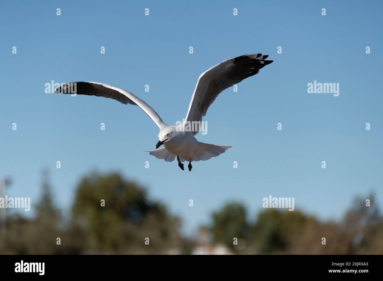 Seagull in flight at Kalbarri beach Stock Photo - Alamy