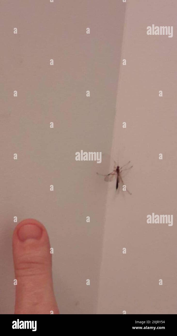 Orange Ichneumonid wasp (Netelia ephippiata) Insecta Stock Photo - Alamy